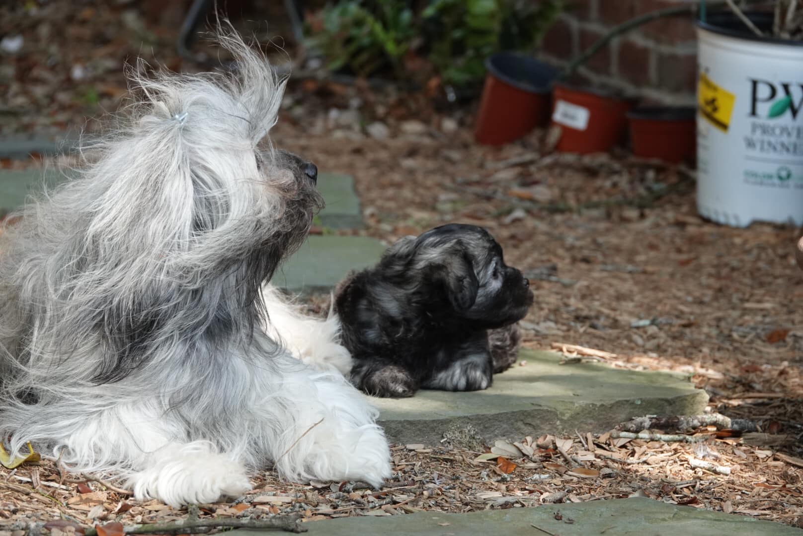 Find A Puppy – Havana Silk Dog Association of America