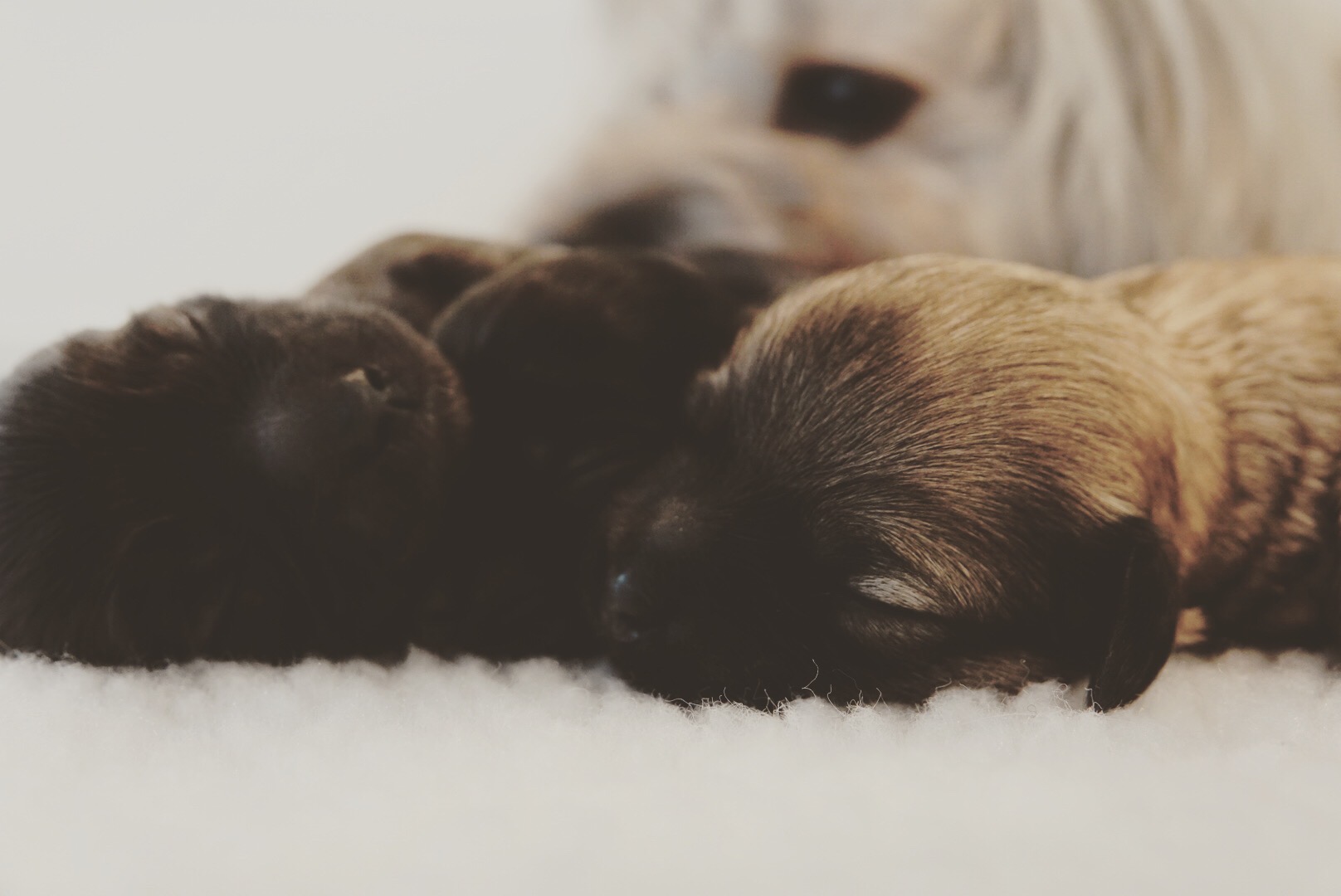 Find A Puppy – Havana Silk Dog Association of America