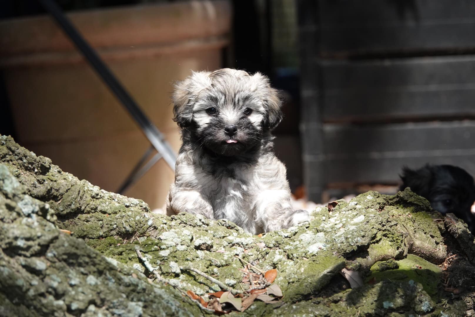 Find A Puppy – Havana Silk Dog Association of America