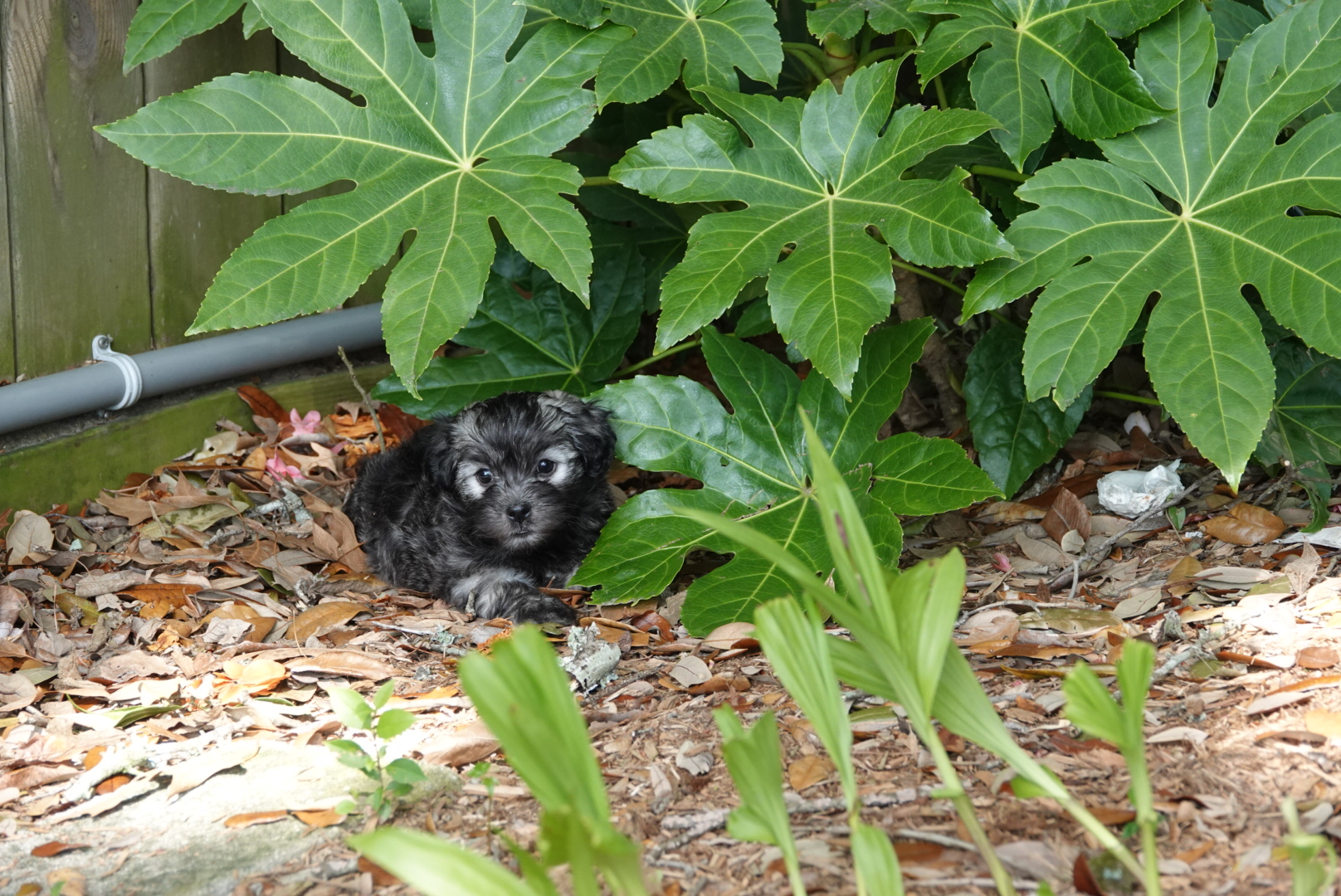 Find A Puppy – Havana Silk Dog Association of America