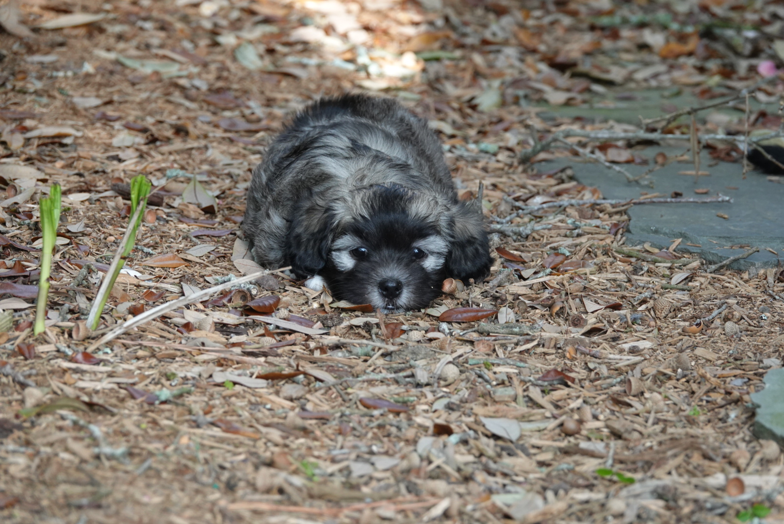 Find A Puppy – Havana Silk Dog Association of America