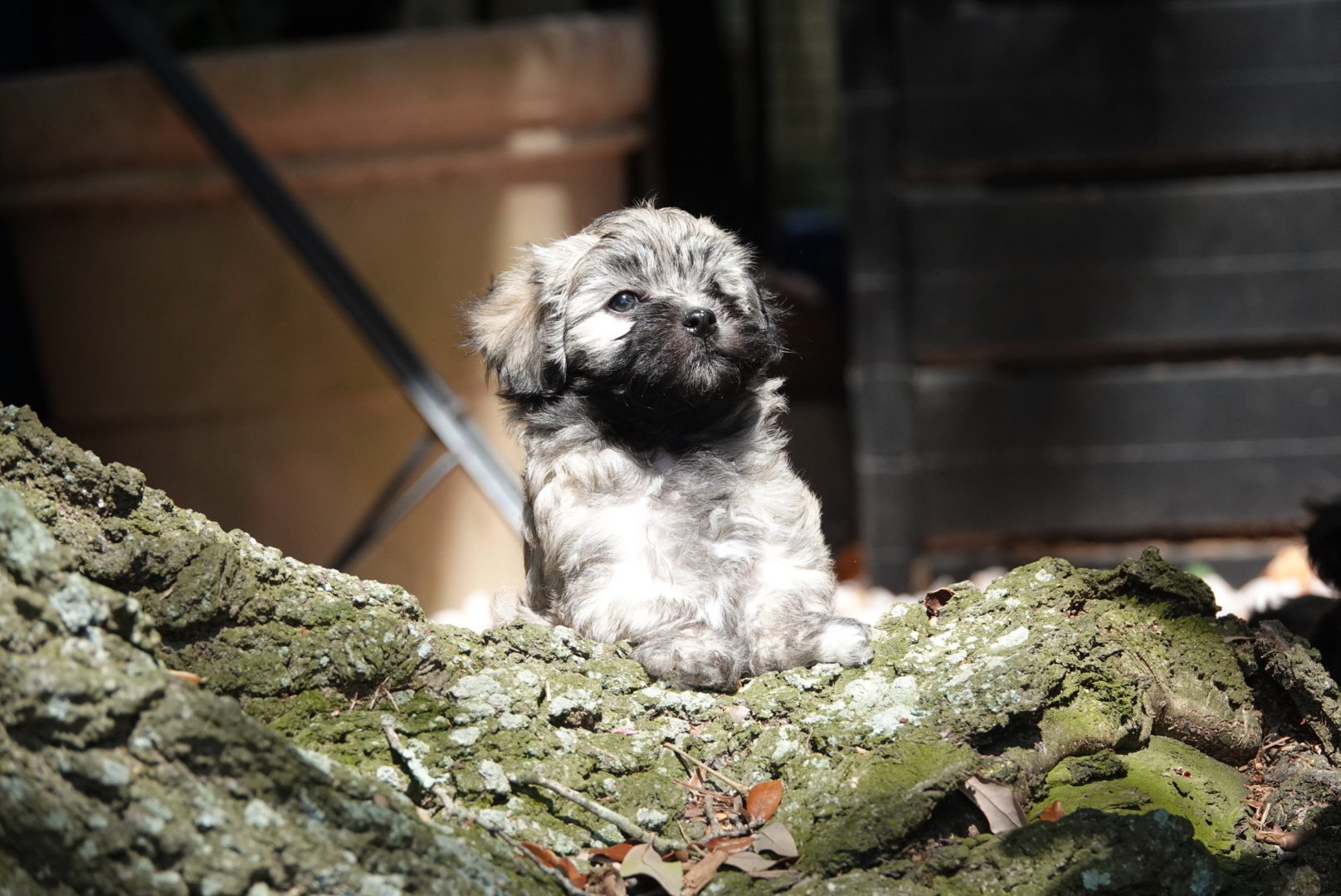 Find A Puppy – Havana Silk Dog Association of America