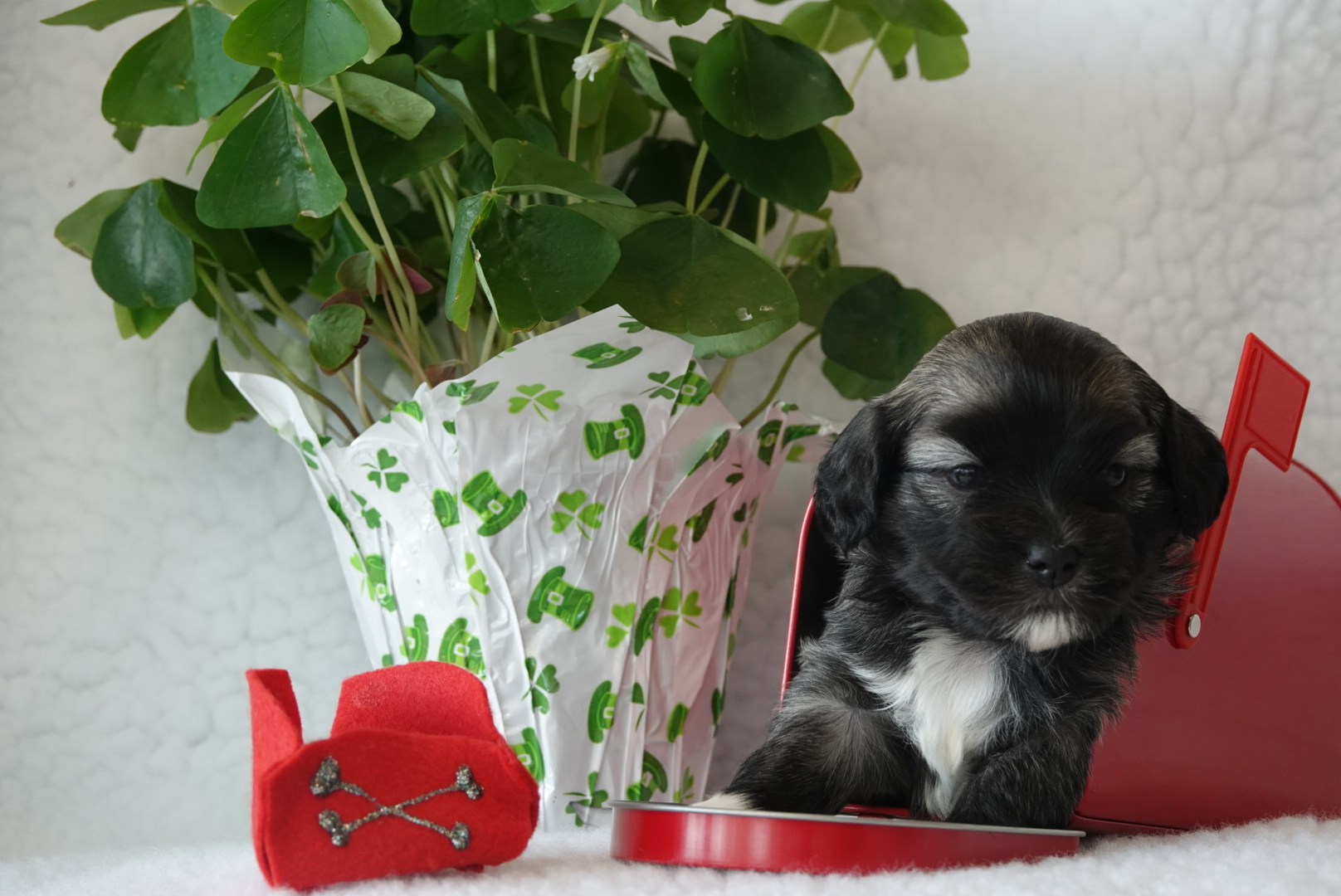 Find A Puppy – Havana Silk Dog Association of America