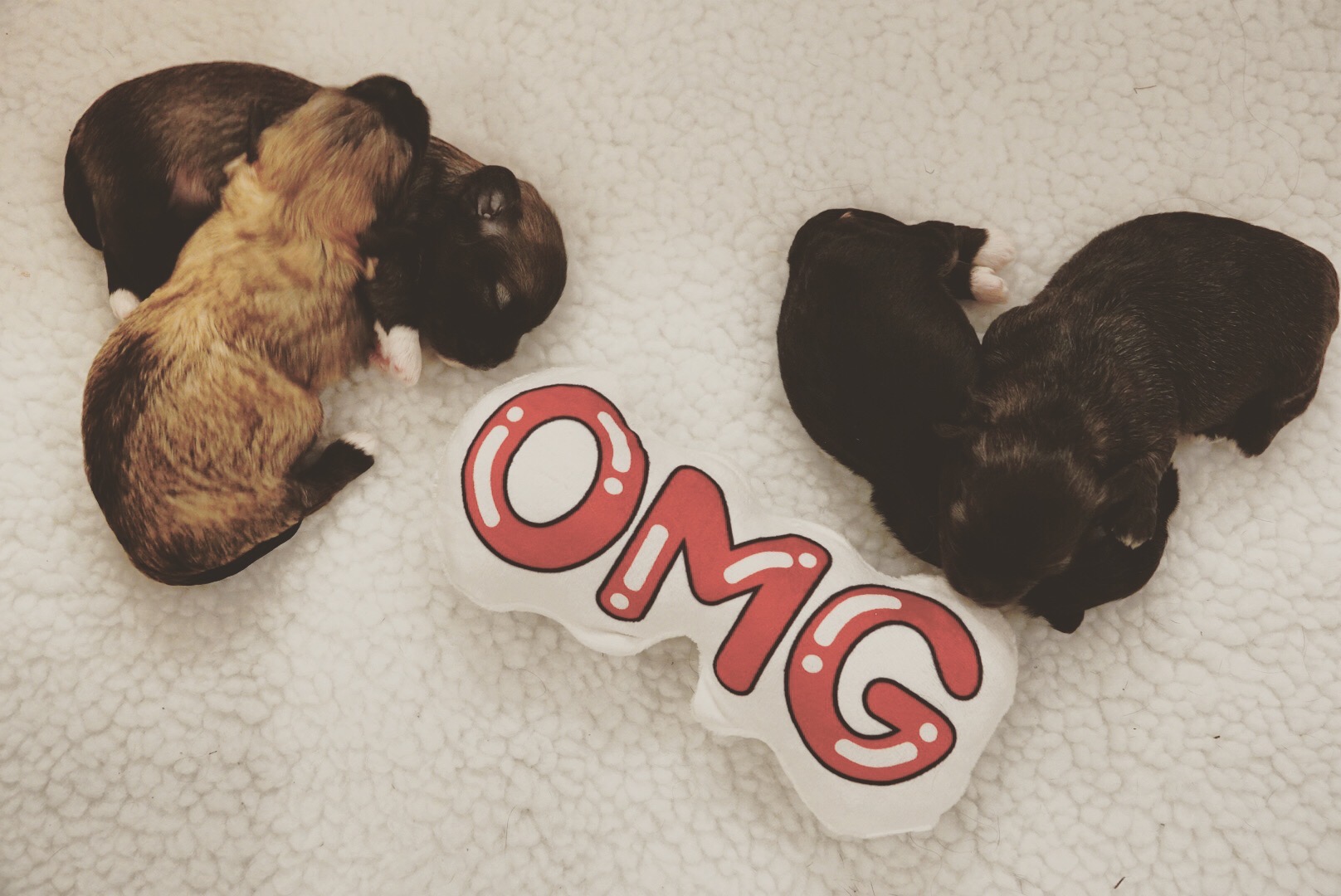 Find A Puppy – Havana Silk Dog Association of America