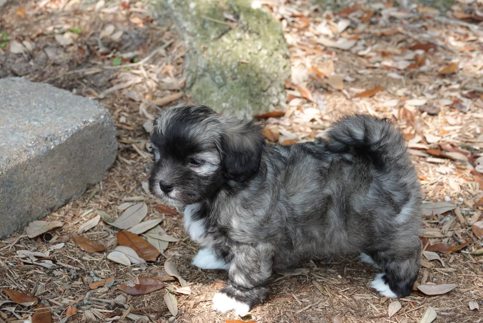 Find A Puppy – Havana Silk Dog Association of America