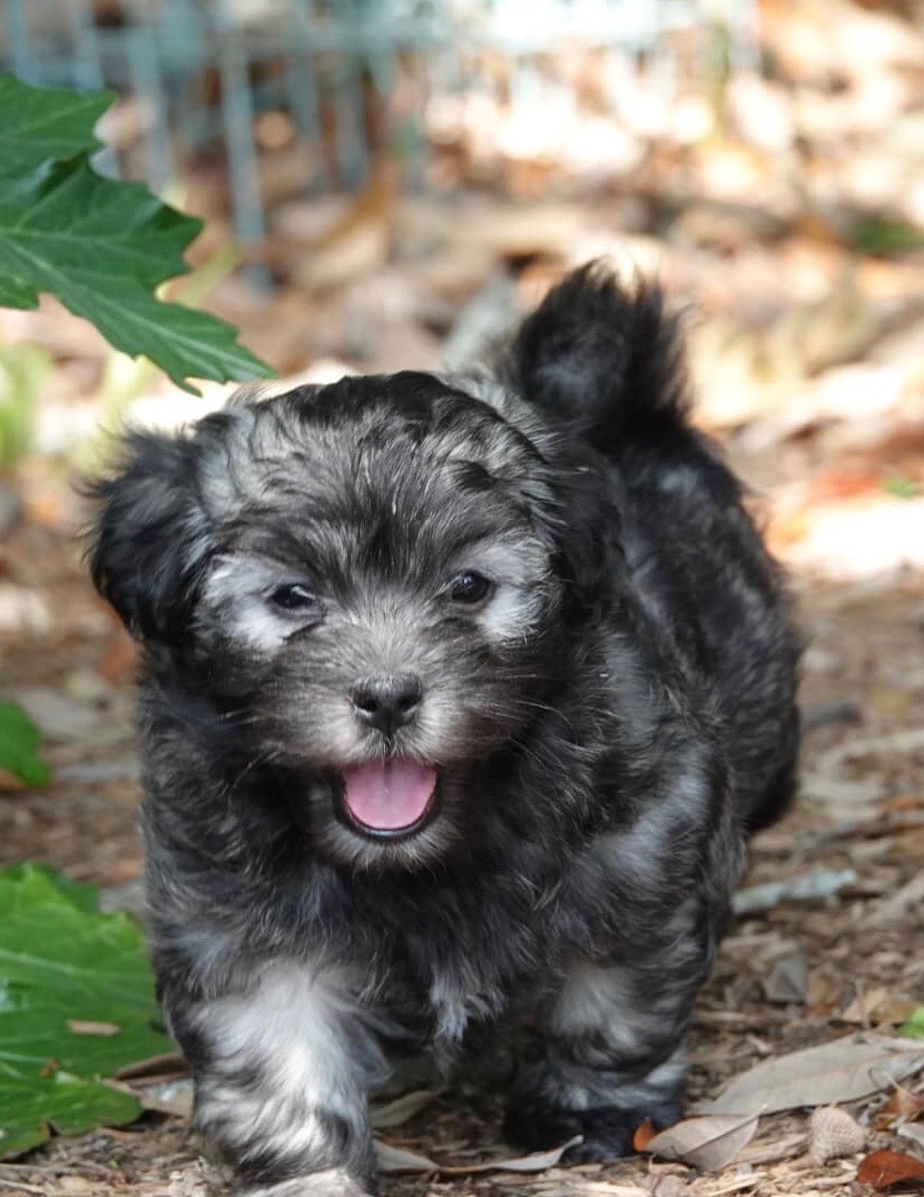 Find A Puppy – Havana Silk Dog Association of America