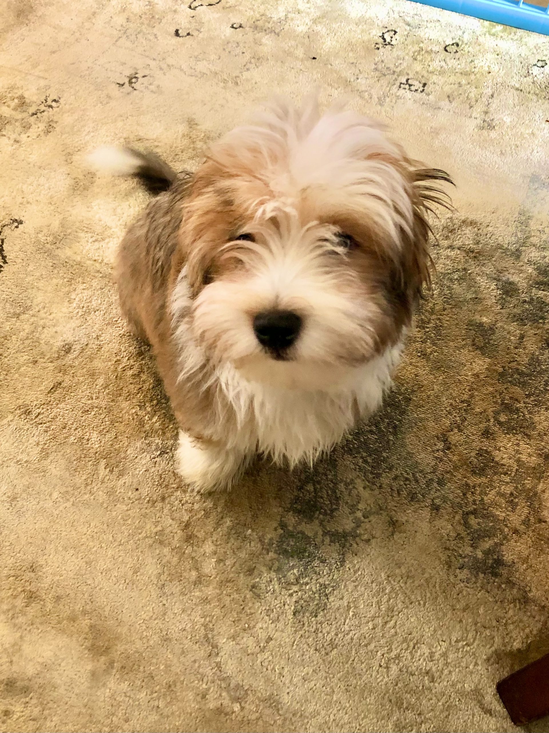 Find A Puppy – Havana Silk Dog Association of America